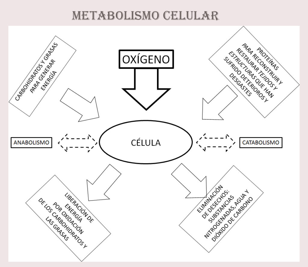 EL SISTEMA WALK-RWD Y LA AUTOGENERACIÓN CELULAR DEL ORGANISMO - Walk ...