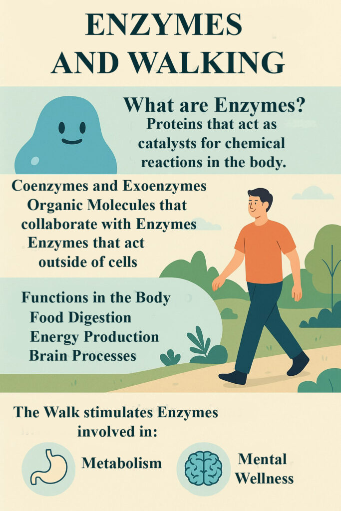ENZYMES AND WALKS - Walk Read and Write